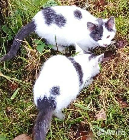 Котятам некуда идти