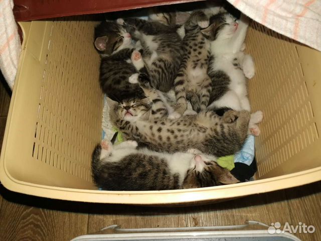 Котята-малыши в добрые ручки