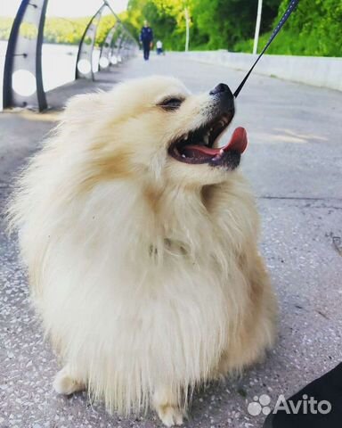 Померанский шпиц вязка сука