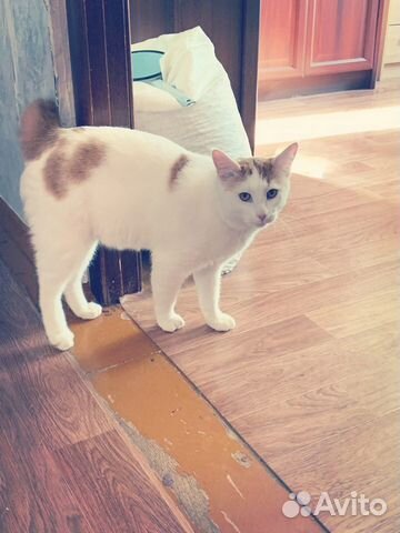 Граф Сарделькин желает новый дом