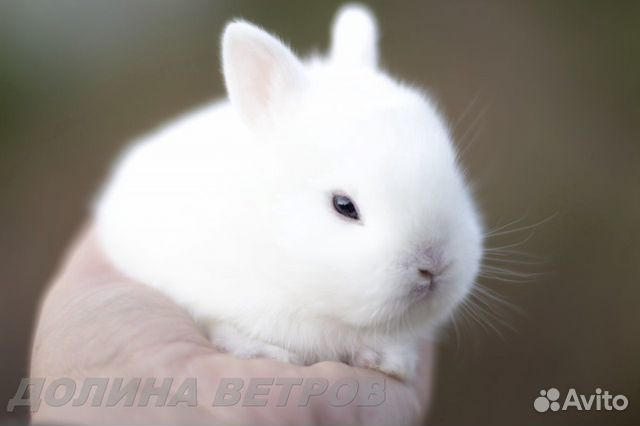 Кролик мальчик гармелин белый голубоглазый