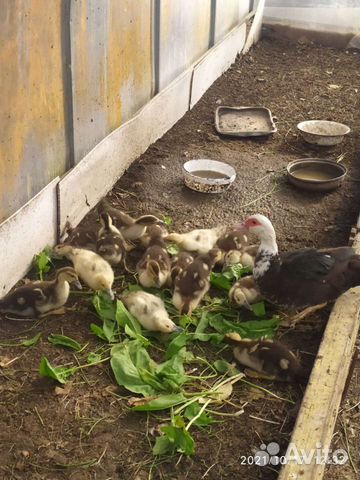 Индоутка с утятами