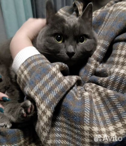 Кошка в добрые руки