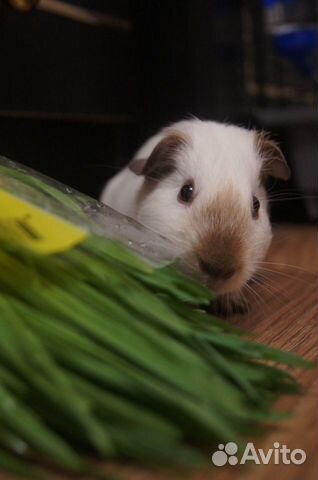 Продам морскую свинку вместе со всем необходимым