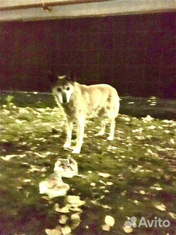 Очень добрая собака в добрые руки