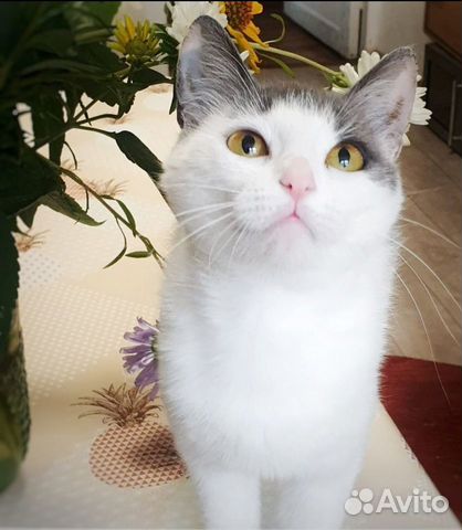 Кому счастье в дом