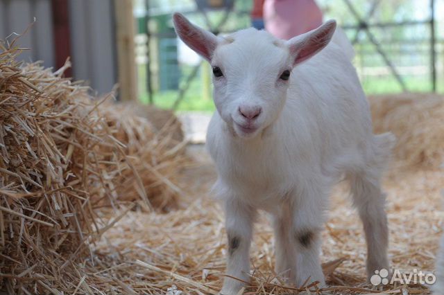 Козлёнок