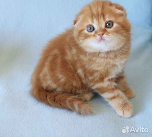 Шотландский котенок короткошерстный