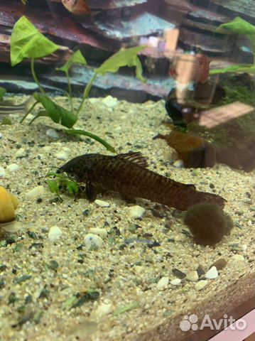 Сомики: Каллихтис, коридорасы, гарра руфа и мистус