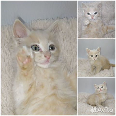 Прелестнейшее создание ищет любящих маму и папу)