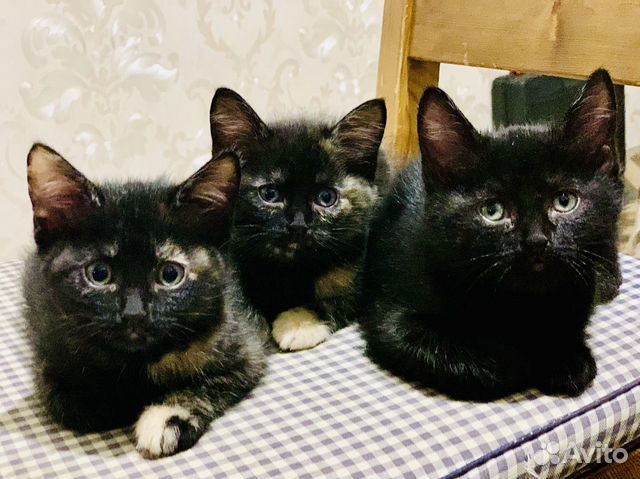 Котятки в добрые руки