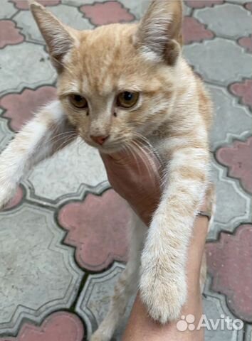 Котик подросток