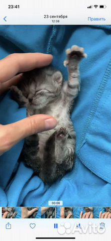 Котенок с именем Булочка