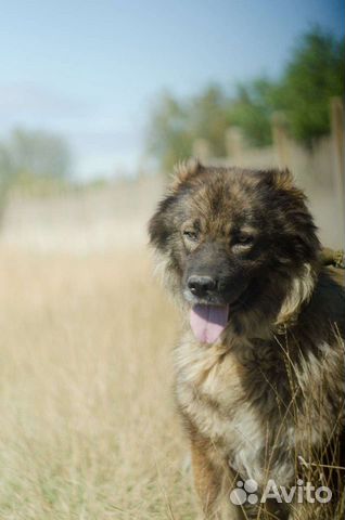 Кавказская овчарка