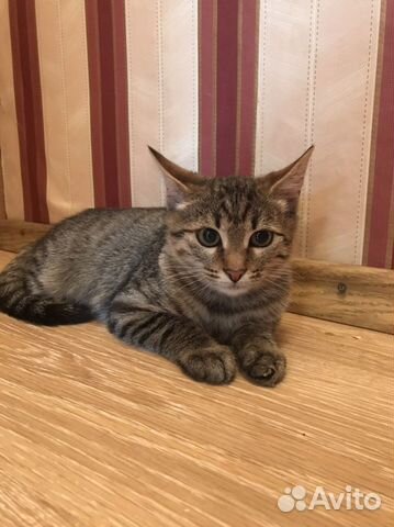 Котёнок (мальчик 3 мес)