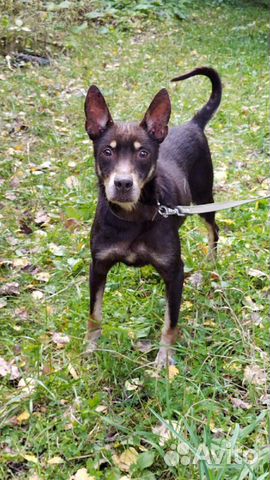 Небольшой пёсик Медоед ждет семью. Лесной приют