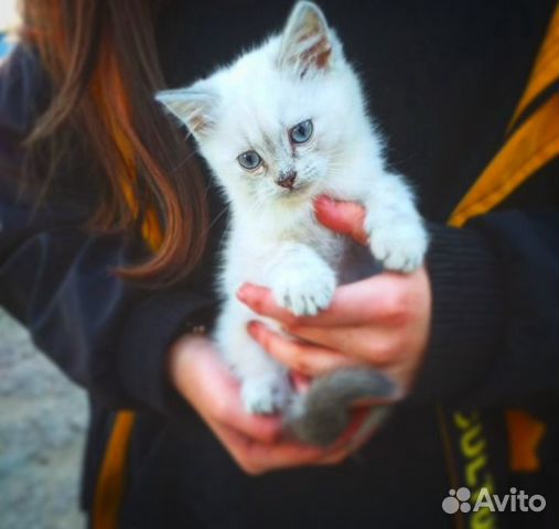 Шотландские вислоухие и прямоухие котята белые