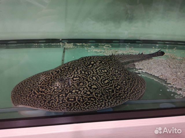 Жемчужный скат