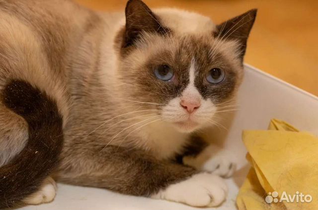 Скромная Моника в добрые руки