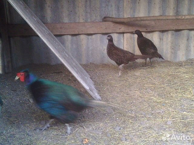 Фазаны разные
