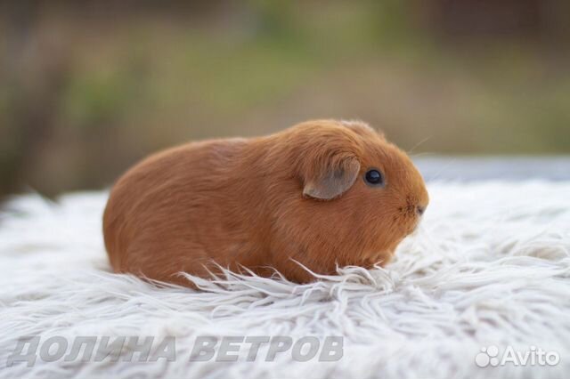 Морская свинка самка золотая