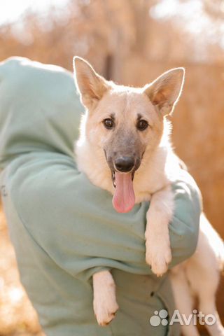 Весёлый Чип ищет дом и семью