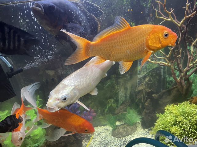 Рыба аквариумная, кои, астронотусы