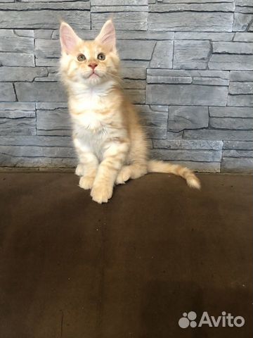 Предлагаю котенка
