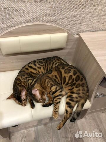 Продажа 2 бенгалов (кот и кошка )