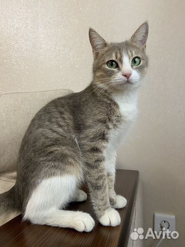 Кошка ищет дом