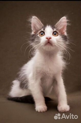 Черно-белый котенок Пузик в добрые руки