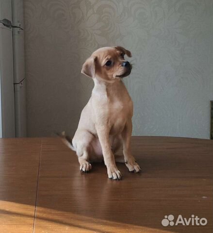 Гладкошерстный той-терьер