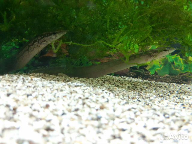 Мастацембел