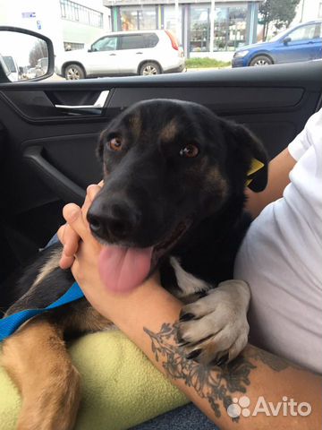 Собака- улыбака