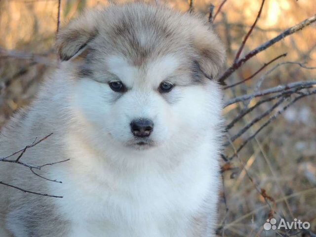 Аляскинский маламут кобель