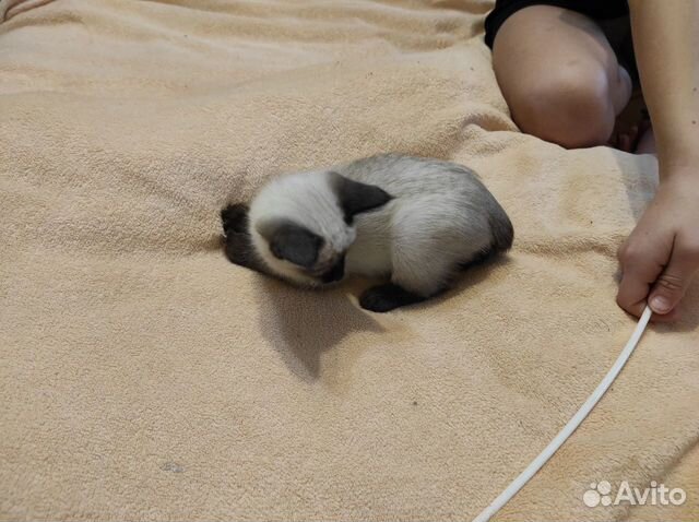 Очаровательные котята меконгского бобтейла окраса