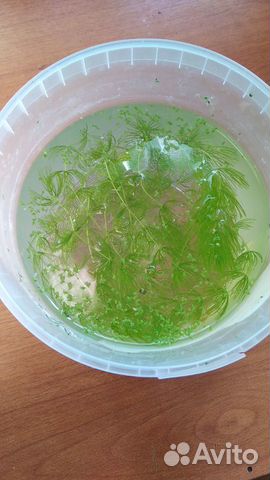 Растения для аквариума