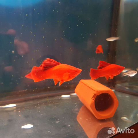 Меченосец брокколи