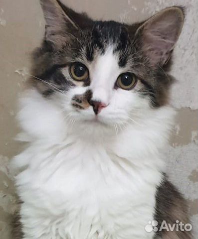 Красивенному коту нужен дом