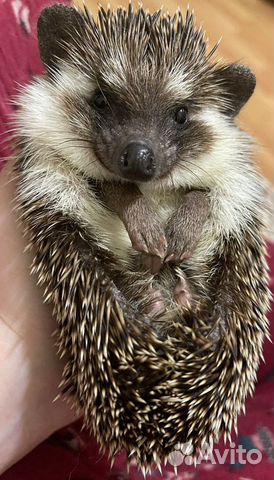 Африканский карликовый еж