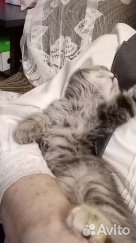 Ласковая кошечка