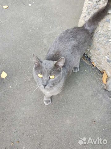 Молодой Кот