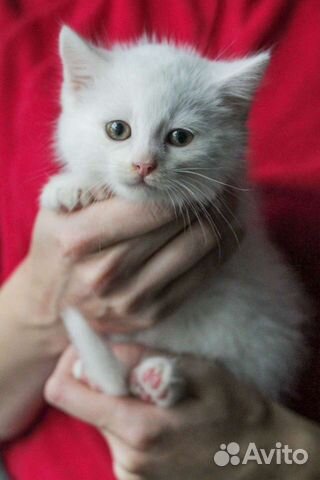 Котенок в добрые руки бесплатно