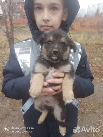Щенок