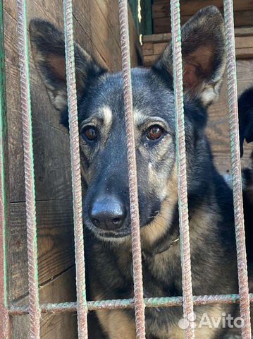 Обычная собака тоже хочет любви