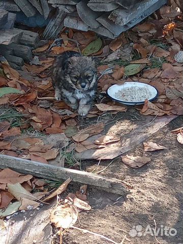 Щенки дворняжки