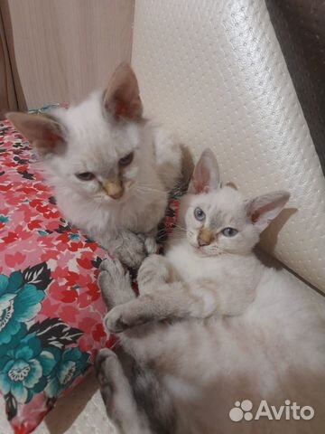 Очень красивые котята