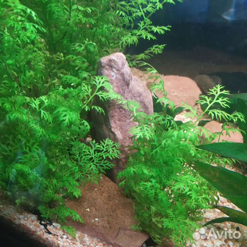 Индийский папоротник