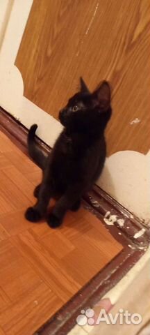 Киска бесплатная