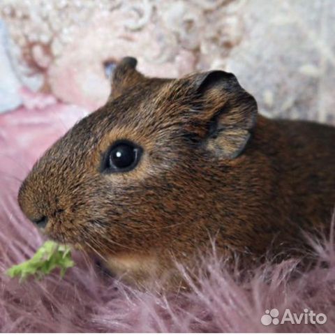 Две Морские свинки с клеткой